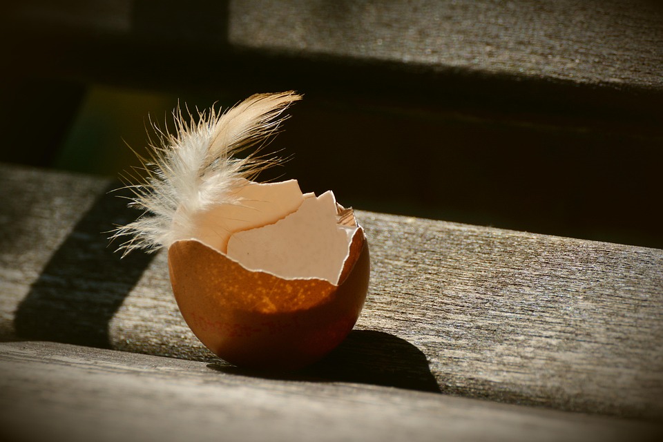 Gratis foto: Ei, Kippenei, Eierschaal, Leeg - Gratis afbeelding op ... Gratis foto: Ei, Kippenei, Eierschaal, Leeg - Gratis afbeelding op ...