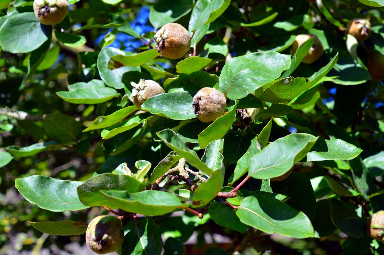Quince Tree - Free photo on Pixabay - Pixabay