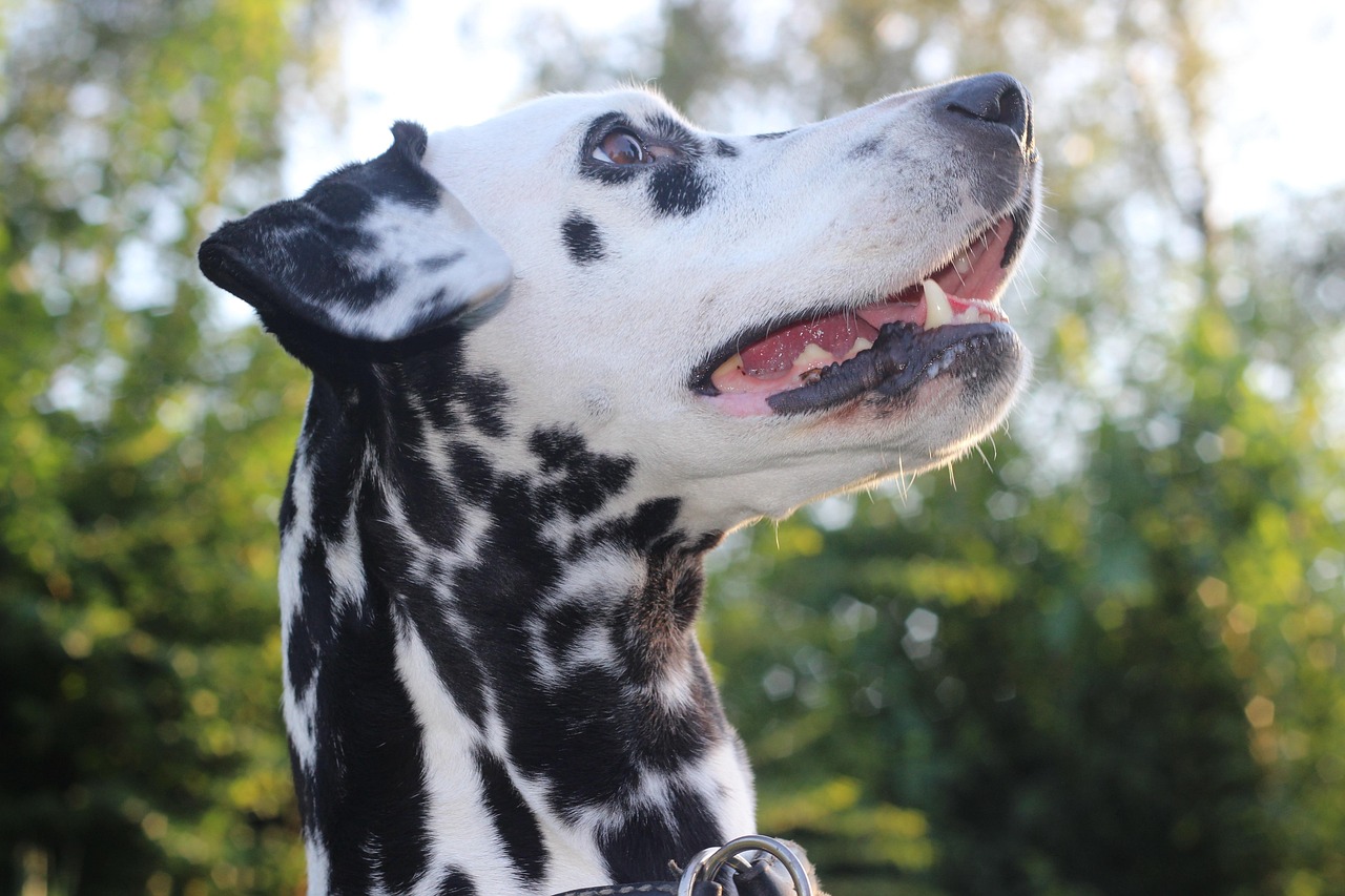 Dalmatian Dog Animal - Free photo on Pixabay