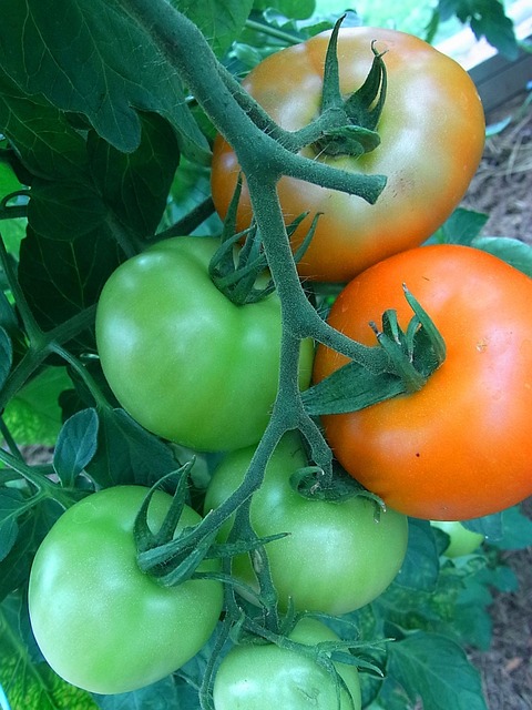 Tomates Fruta Verduras - Foto gratis en Pixabay - Pixabay