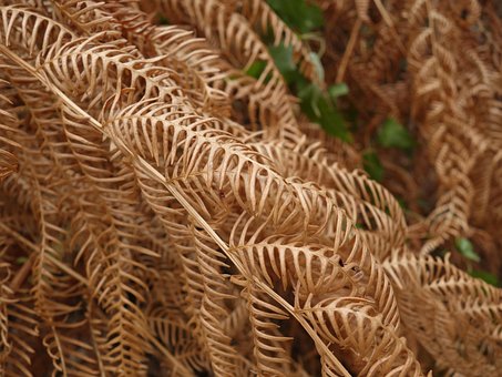 10+ Free Withered Fern & Fern Images - Pixabay