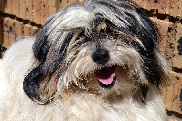 Dog Cute - Free photo on Pixabay