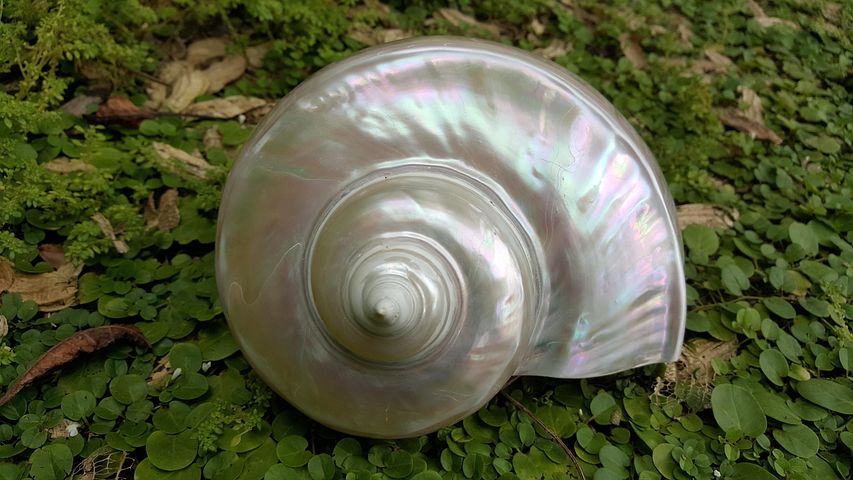 100+ Free Mother Of Pearl & Shell Photos - Pixabay