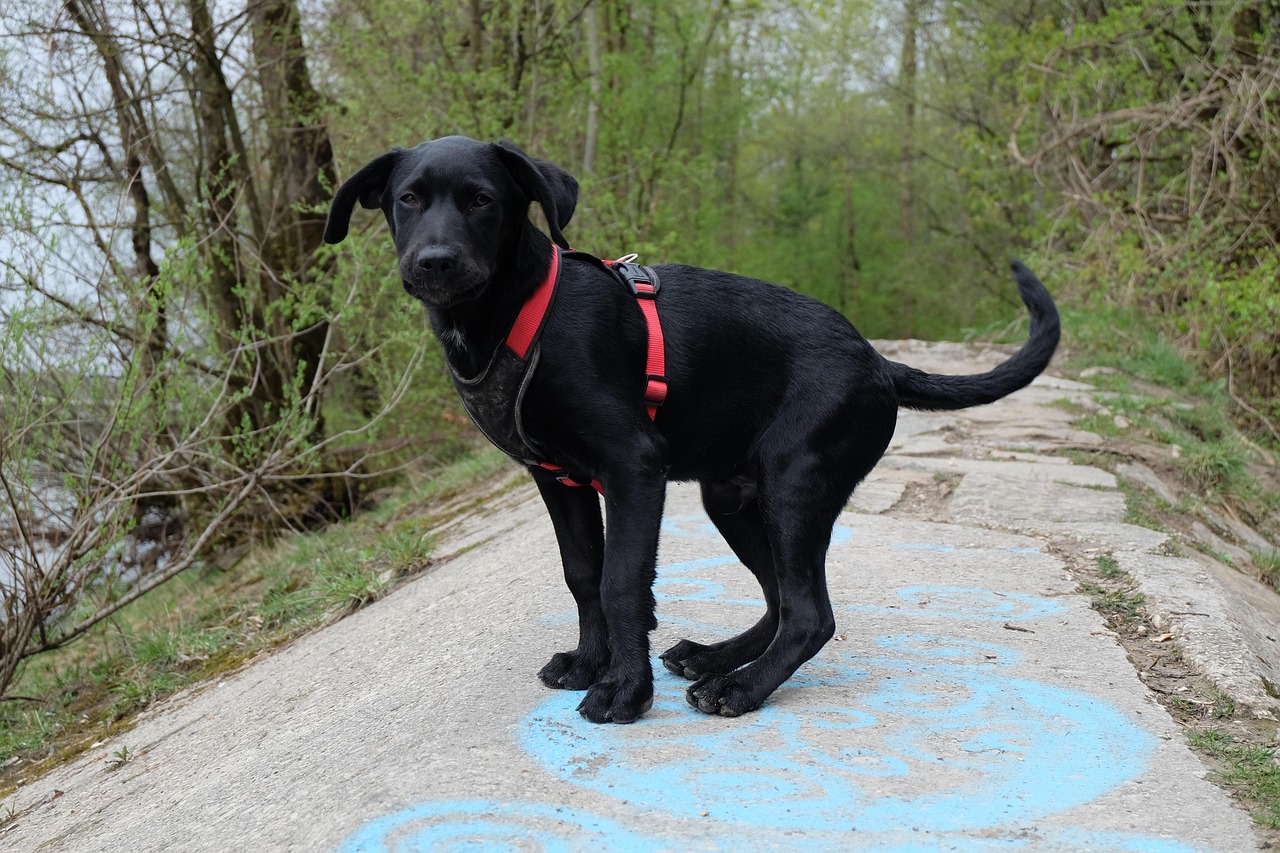 Labradoodle Negro Adulto Labrador Retriever Negro Adulto Joven Aislado