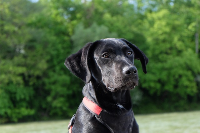 Dog Black Labrador Young - Free photo on Pixabay