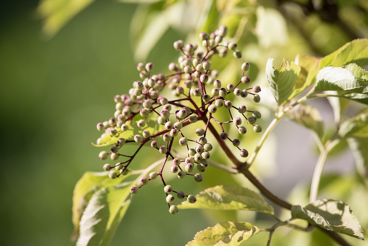 Elder Fruit Berry Holder - Free photo on Pixabay - Pixabay