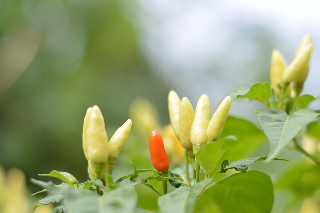 Chilli Fruit Tree - Free photo on Pixabay - Pixabay