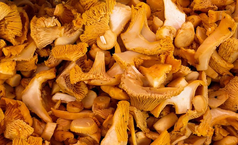 Peste 200 de imagini gratuite cu Ciuperci Comestibile și Ciuperci
