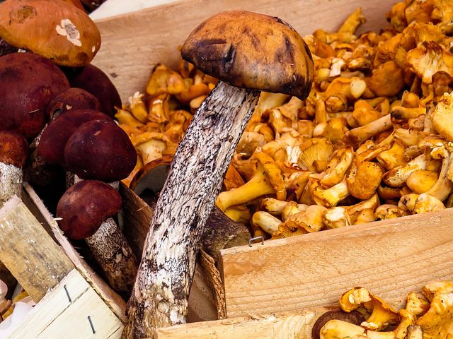 Peste 200 de imagini gratuite cu Ciuperci Comestibile și Ciuperci - Pixabay