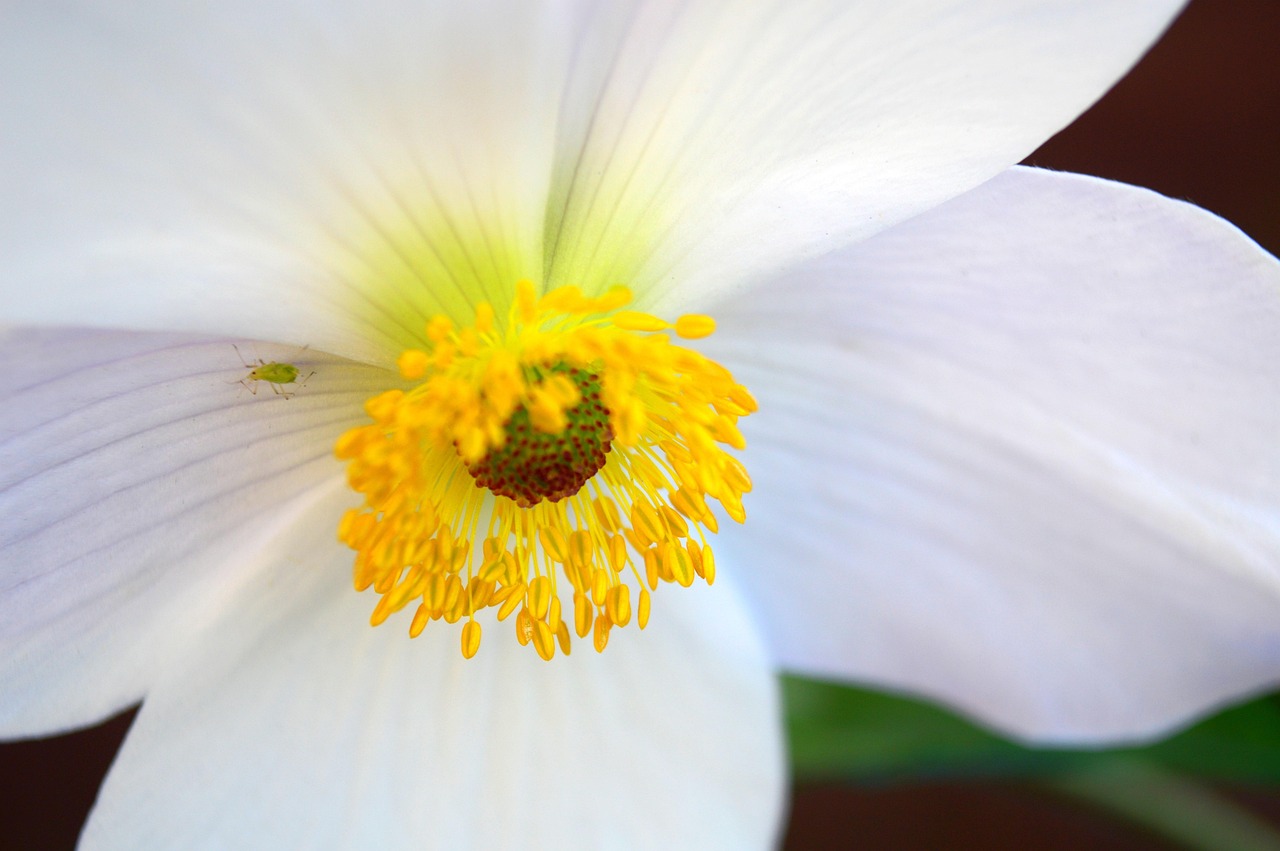 Flor Blanca Macro Pétalos - Foto gratis en Pixabay - Pixabay