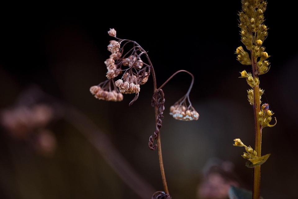 Planta Secado Semillas Foto Gratis En Pixabay Pixabay