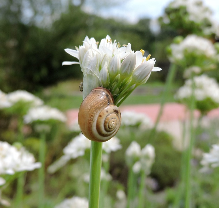 Cebollín Flor Caracol Flores De - Foto gratis en Pixabay - Pixabay
