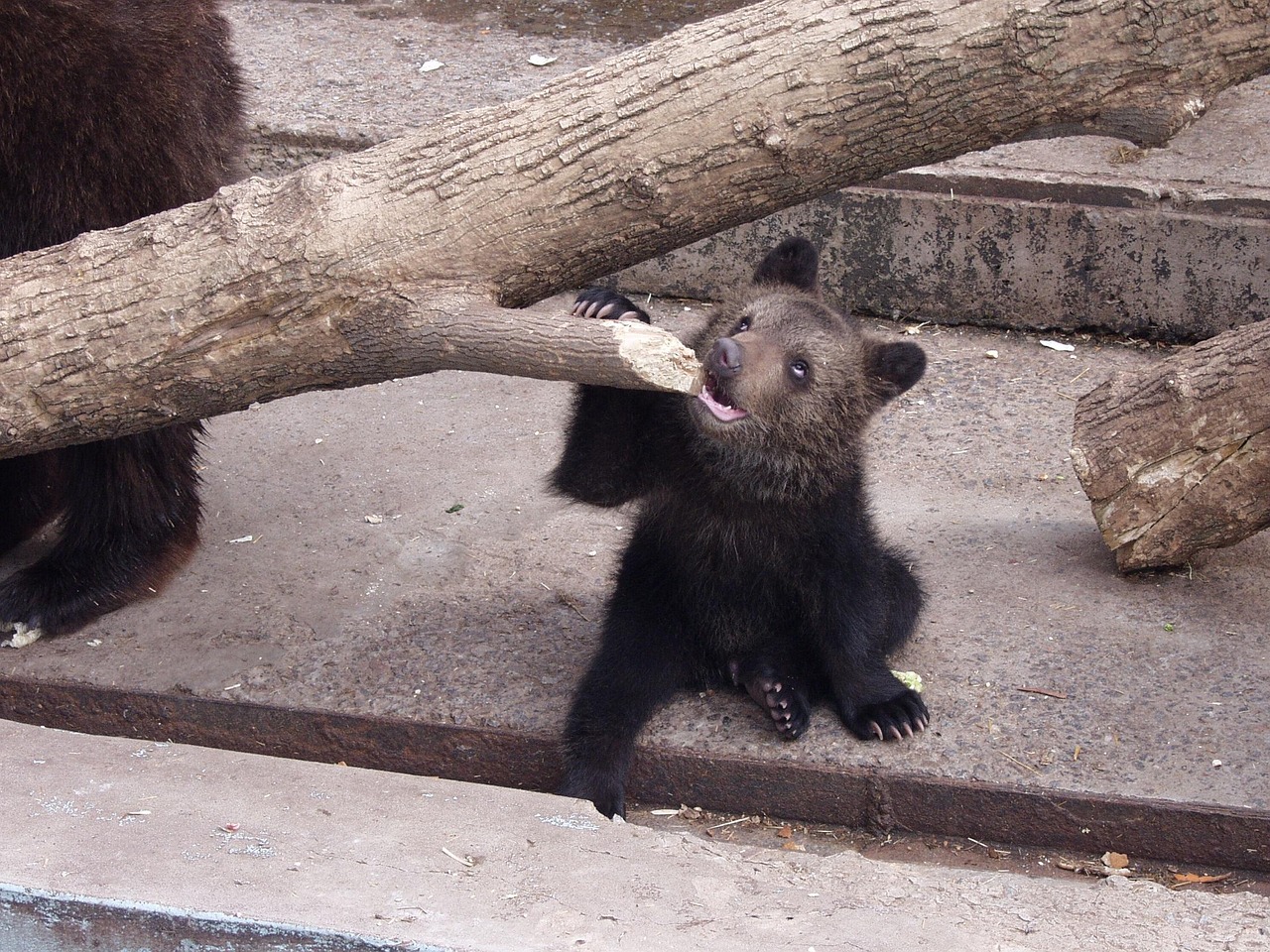 Zoo Charkiw Charkow - Kostenloses Foto auf Pixabay - Pixabay