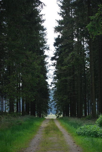 Natur Wald Baum Walking - Kostenloses Foto auf Pixabay - Pixabay