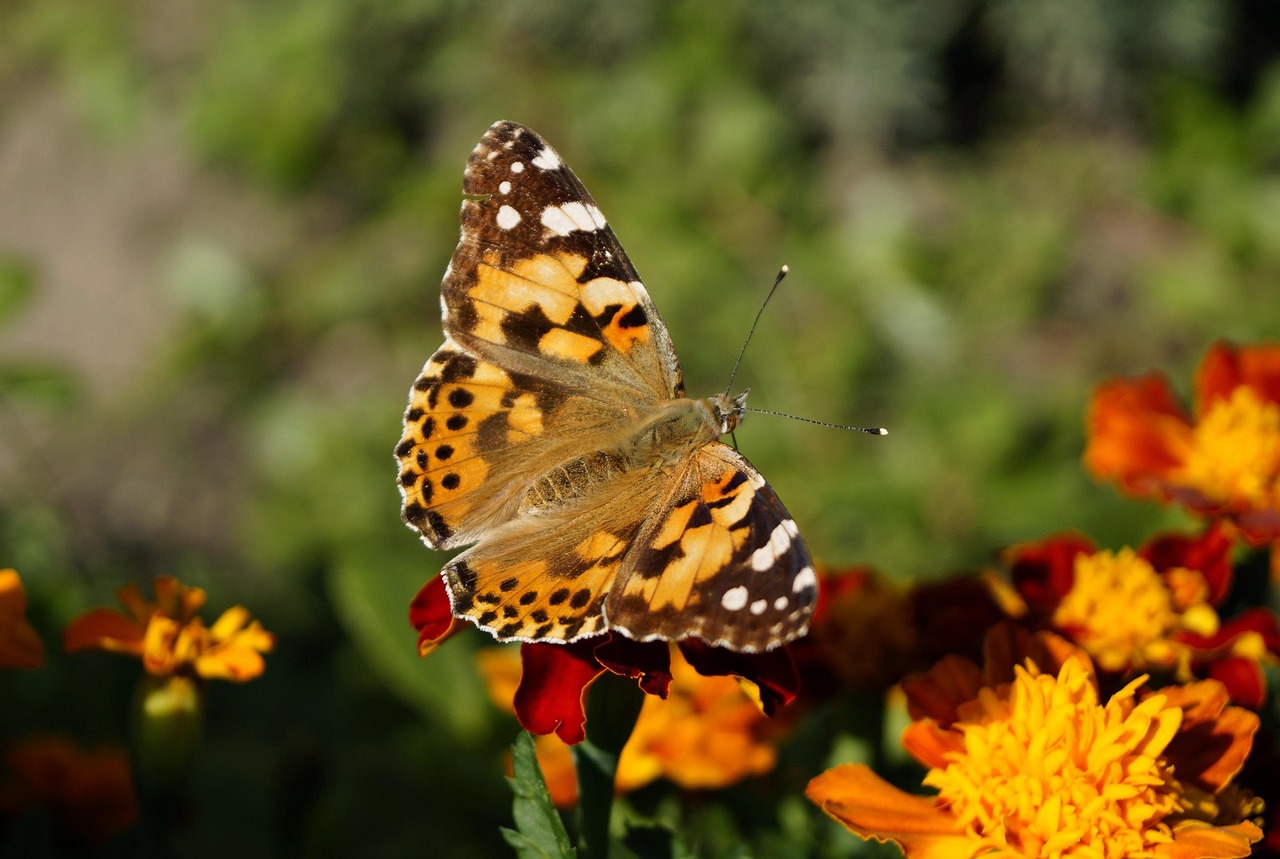 Butterfly Color Nature - Free photo on Pixabay