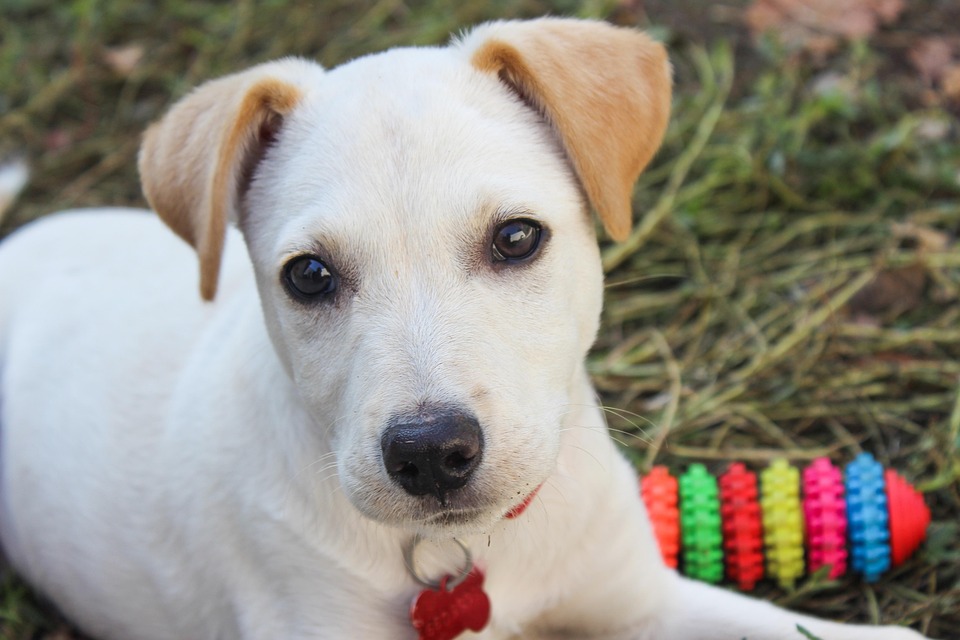 Perro Cara Animal - Foto gratis en Pixabay - Pixabay