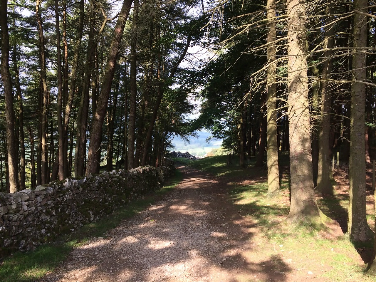 Eleven Forest - Free photo on Pixabay