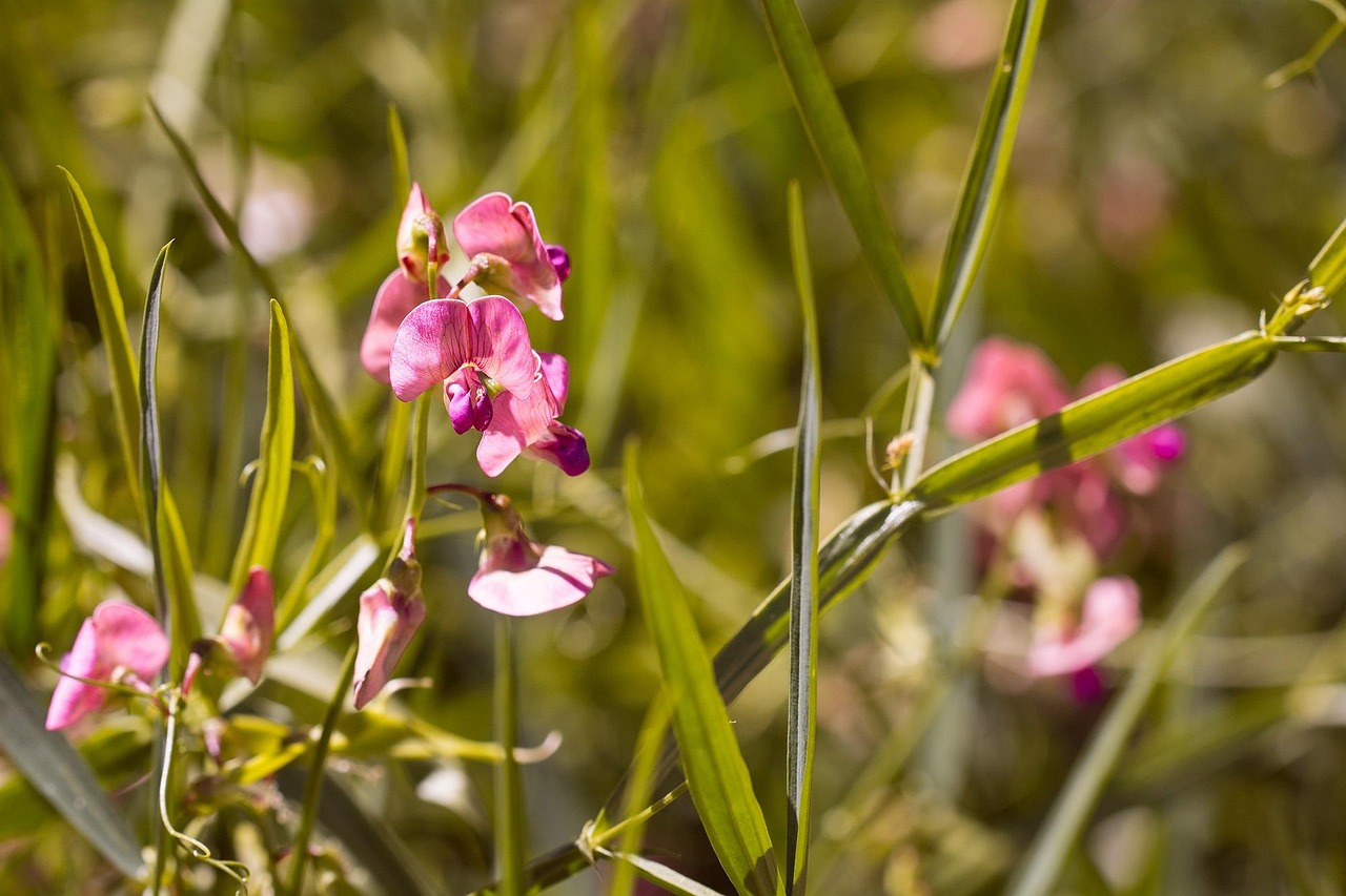 Más de 50 imágenes gratis de Lathyrus y Naturaleza - Pixabay