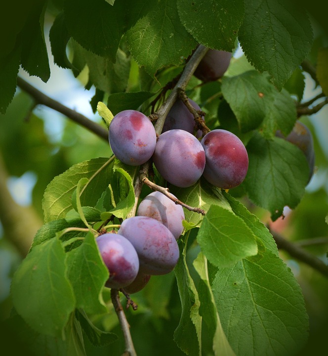 Plommon Plommonträd Fruktträd - Gratis foto på Pixabay