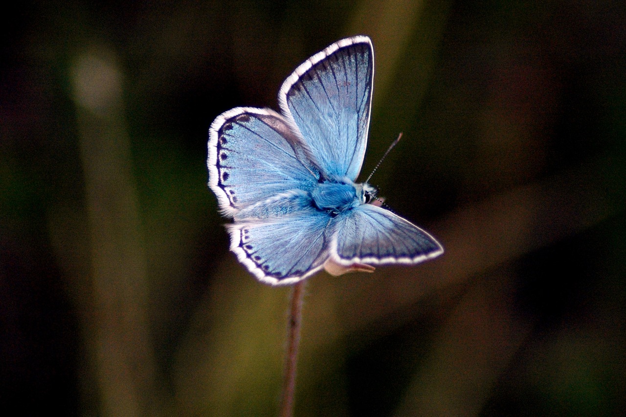 Butterfly Blue - Free photo on Pixabay