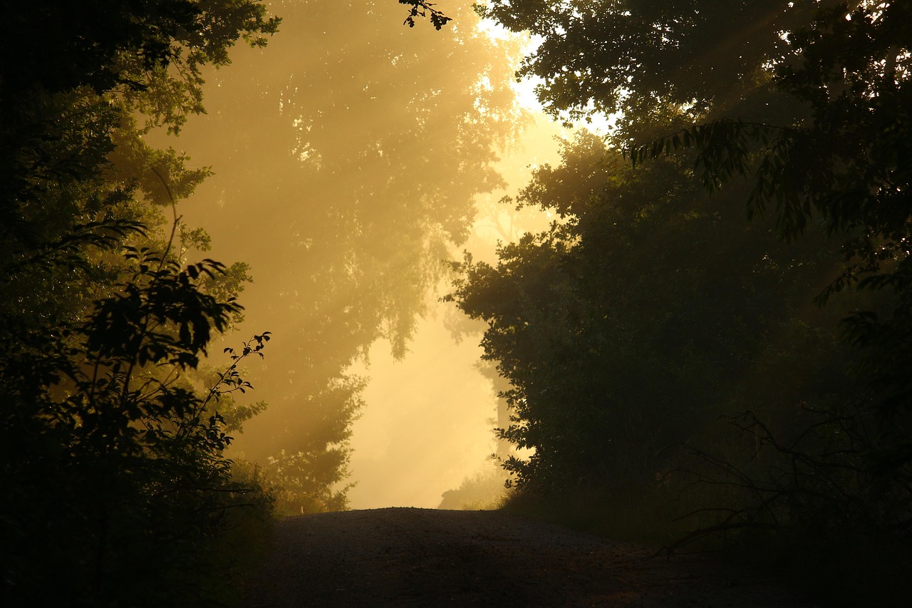 Path Fog Trees - Free photo on Pixabay