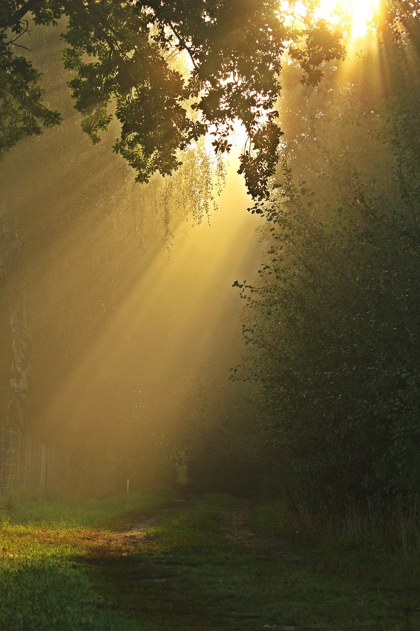 Path Fog Trees - Free photo on Pixabay