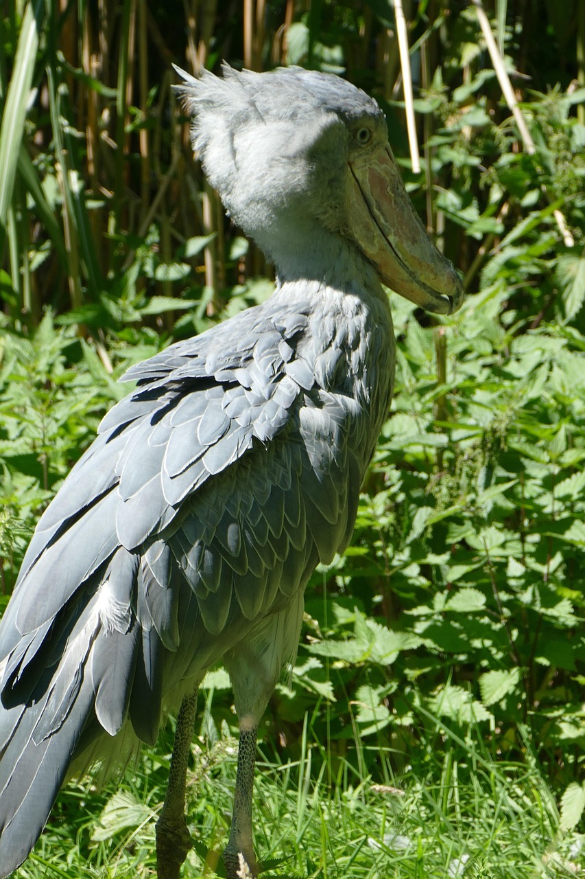 20+ Free Shoebill & Bird Images - Pixabay