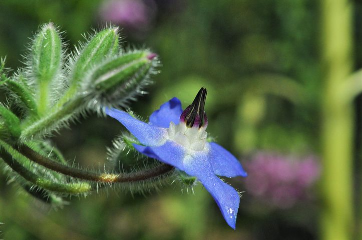 100+ Free Borage & Nature Images - Pixabay