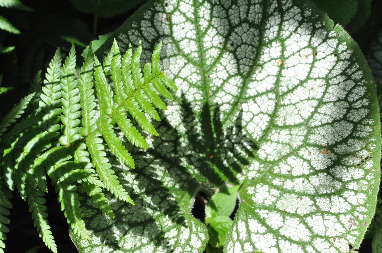 Fern Forget-Me-Not Macro - Free photo on Pixabay