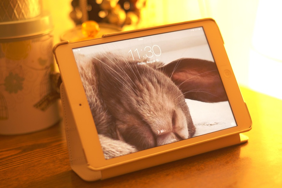 The Tablet White Rabbit - Free photo on Pixabay - Pixabay