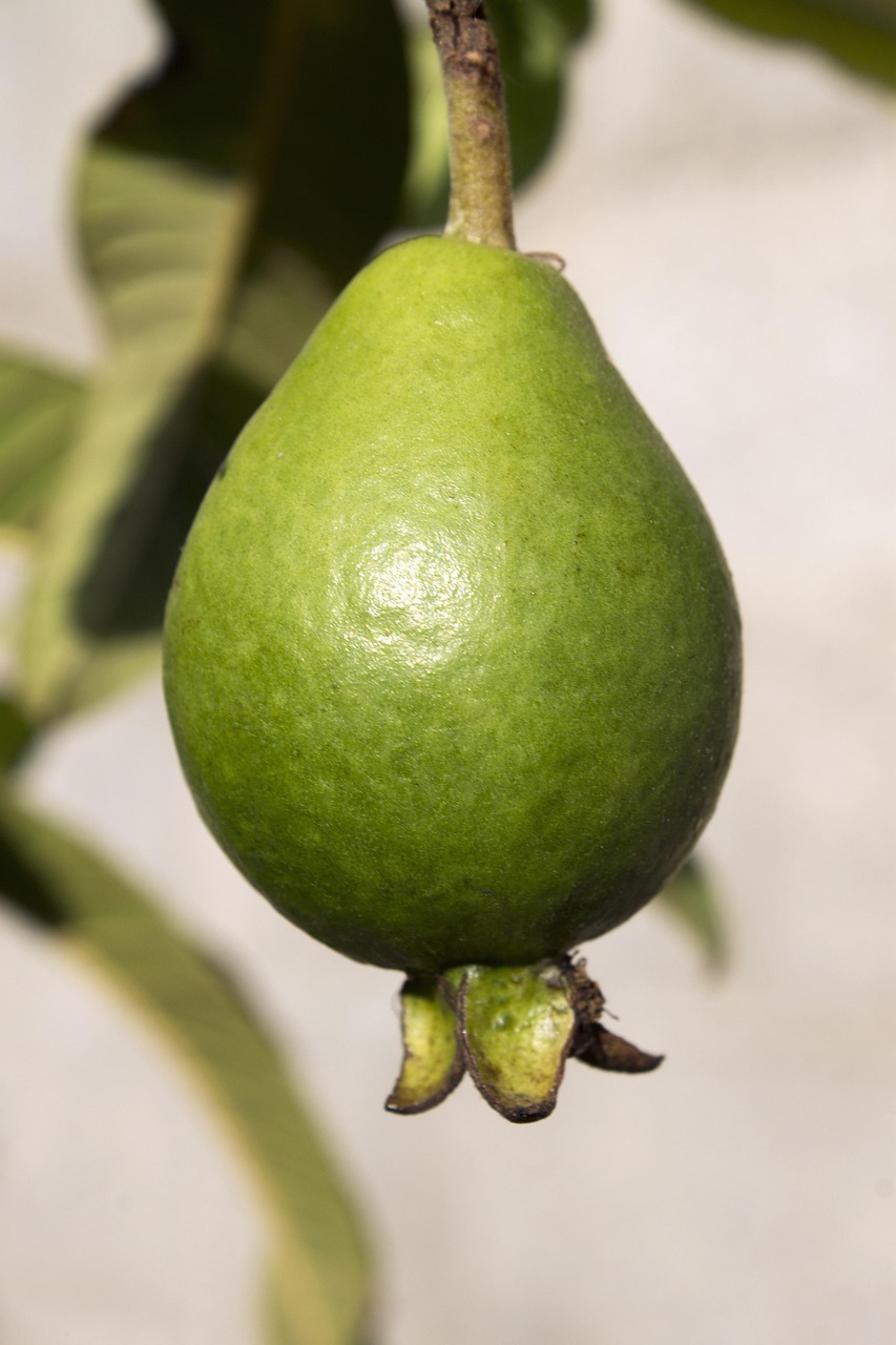 Guayaba Fruta Verde - Foto gratis en Pixabay - Pixabay