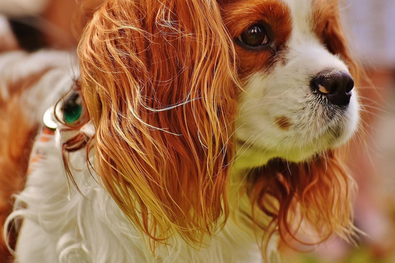 Hund Cavalier King Charles Spaniel - Kostenloses Foto auf Pixabay - Pixabay