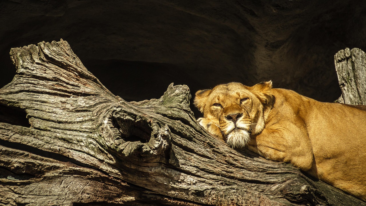 Pantera Leo León Leona - Foto gratis en Pixabay - Pixabay