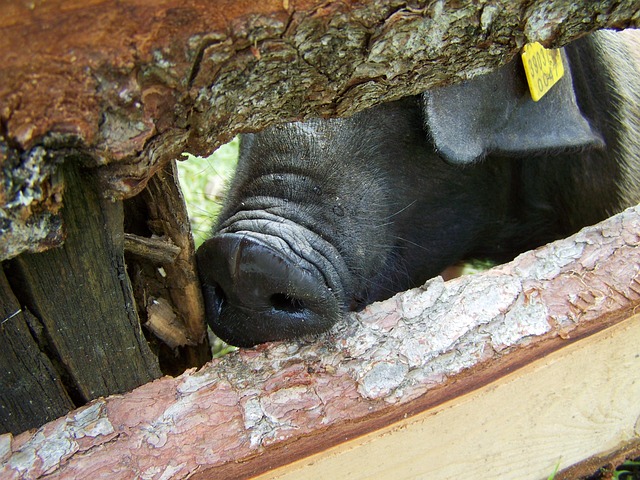 Piglet Nose Black Pig Offense - Free photo on Pixabay - Pixabay