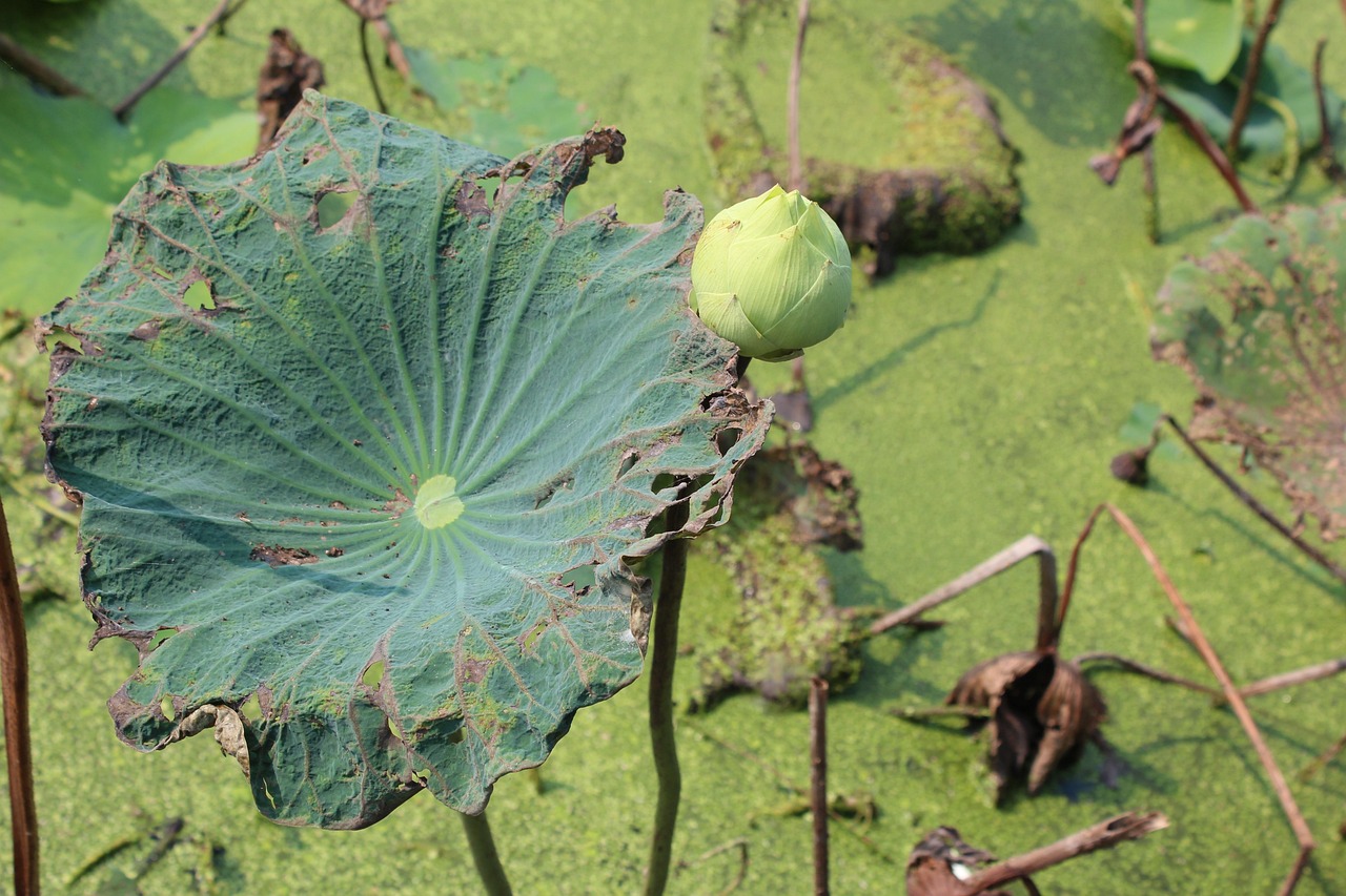Lotus Feuille Vert Plante - Photo gratuite sur Pixabay - Pixabay