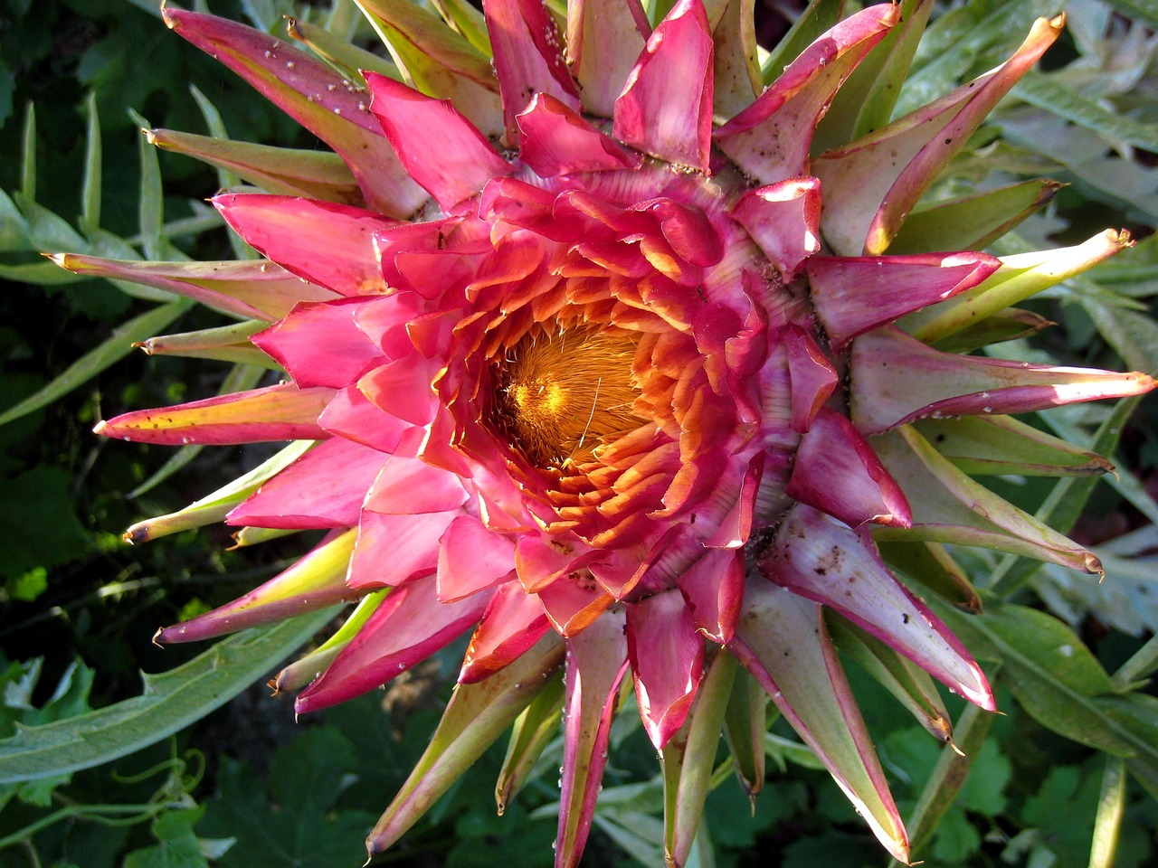 200+ Free Proteas & Beautiful Flowers Images - Pixabay