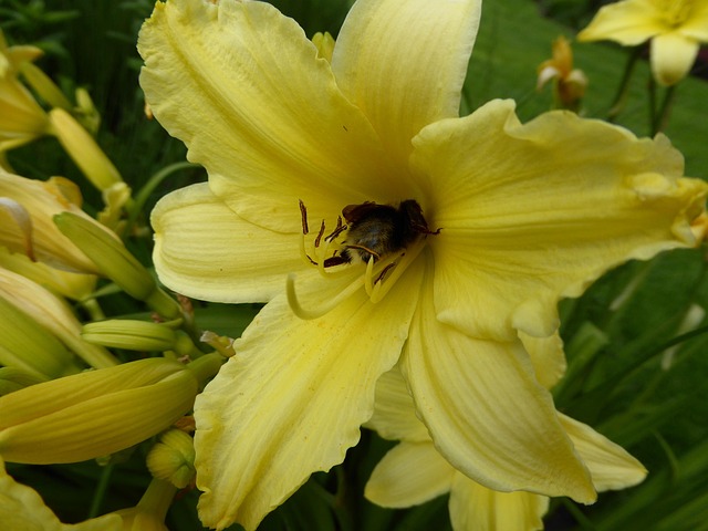 Yellow Flower Lily Garden - Free photo on Pixabay - Pixabay