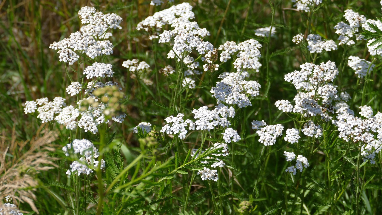 300+ Free Yarrow & Nature Images - Pixabay