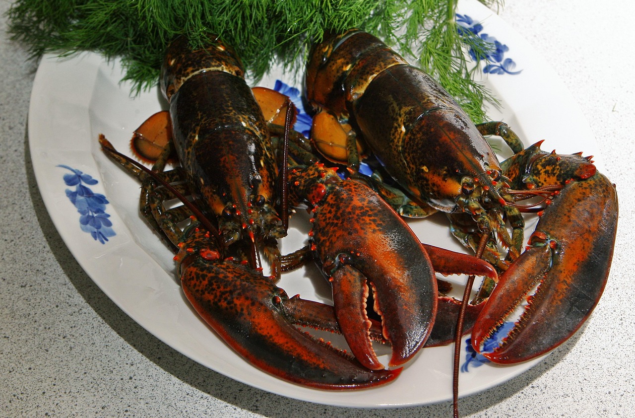 600+ Free Lobsters & Nature Images - Pixabay