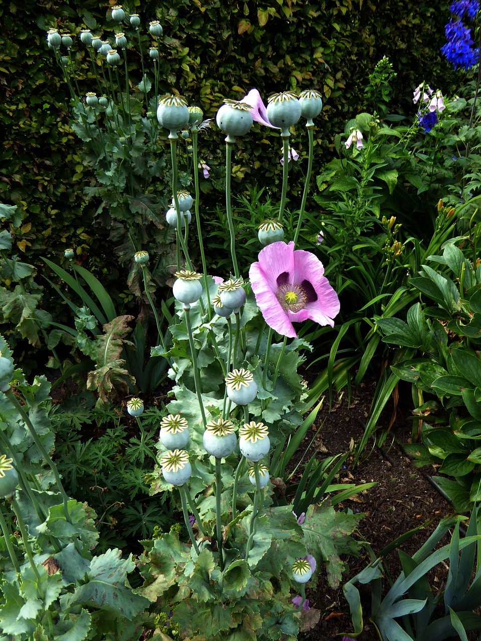 Poppy Bush Purple - Free photo on Pixabay - Pixabay