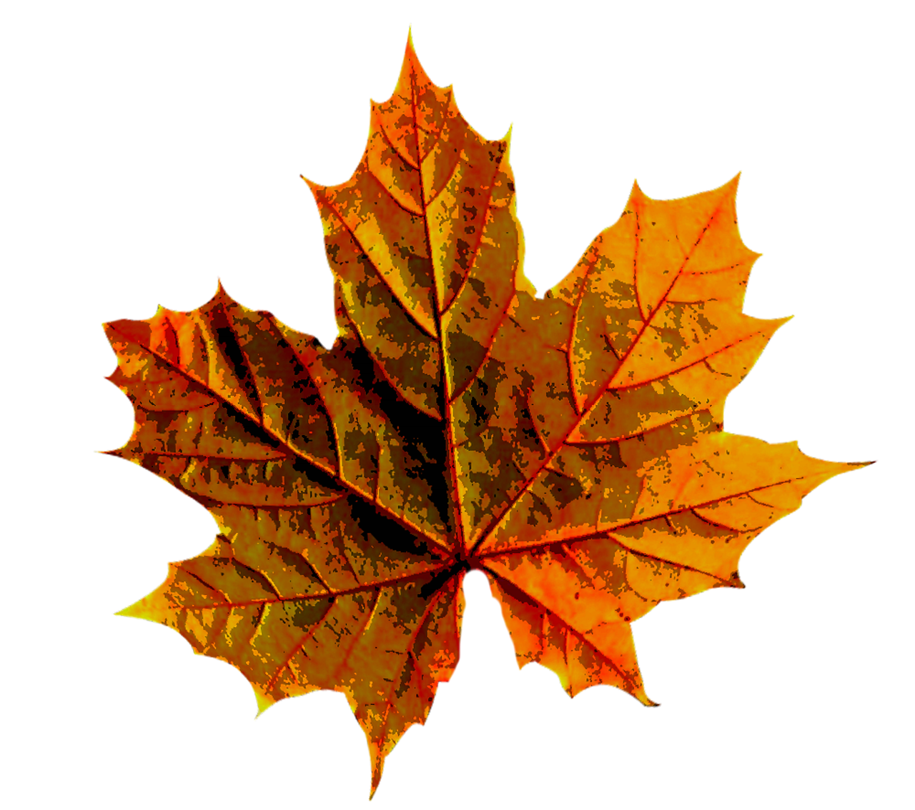 Herfst Bladeren Kleur De · Gratis afbeelding op Pixabay