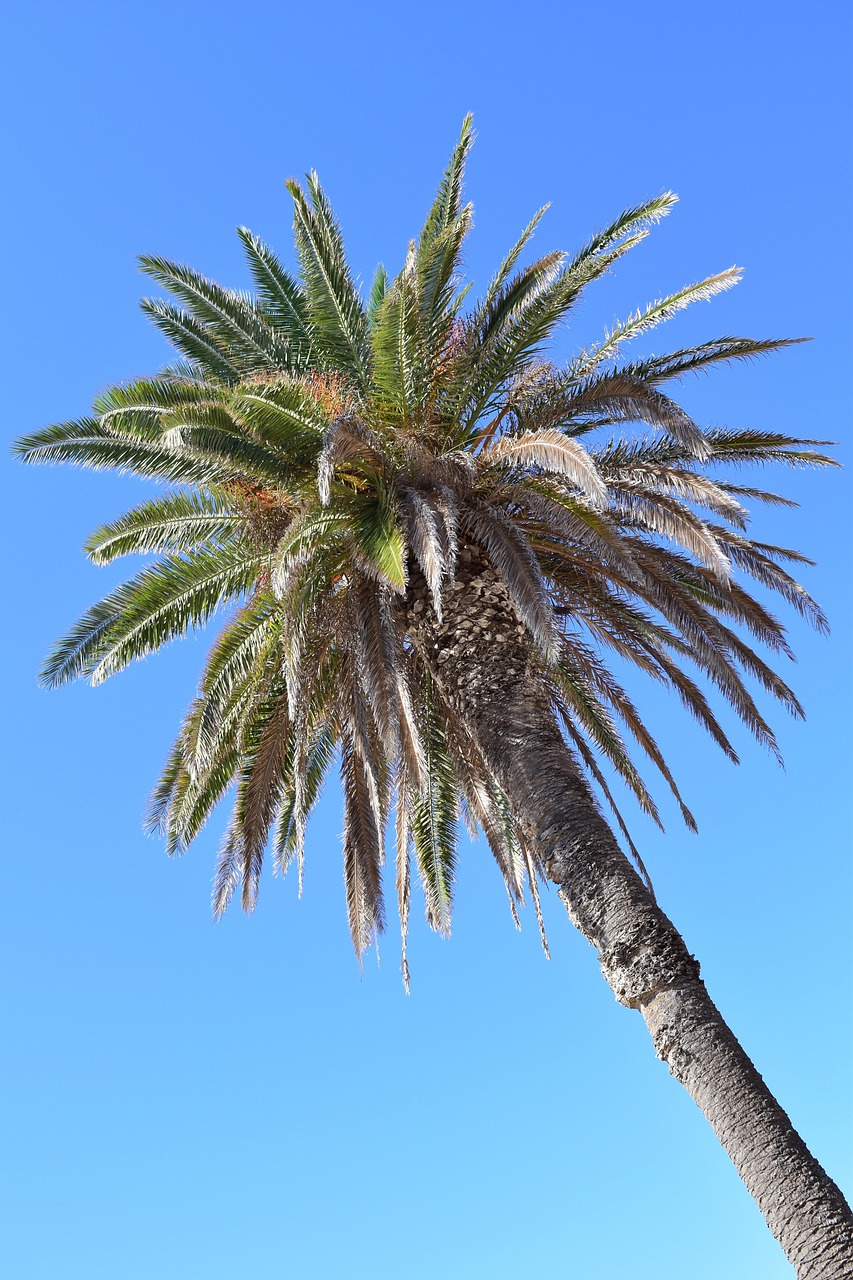 Palmboom Hemel Blauw - Gratis foto op Pixabay