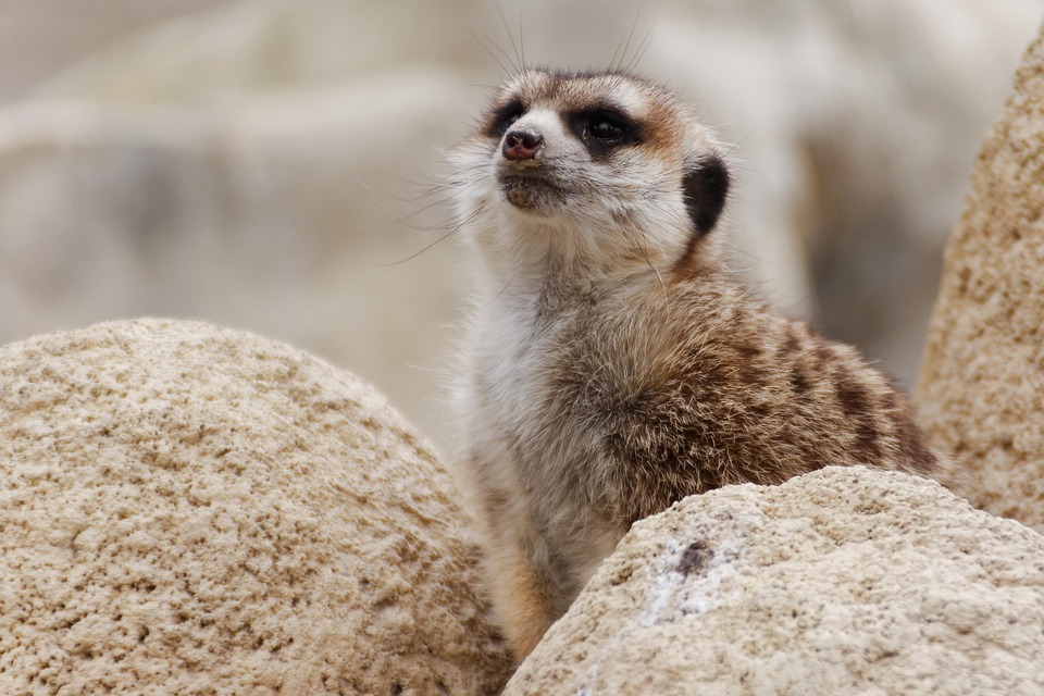 Meerkat Animal Zoo - Free photo on Pixabay - Pixabay