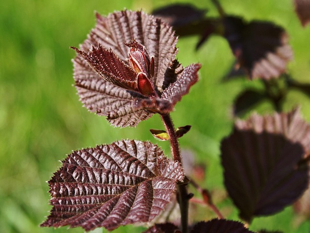 10+ Бесплатные Corylus Colurna & Природа изображения - Pixabay