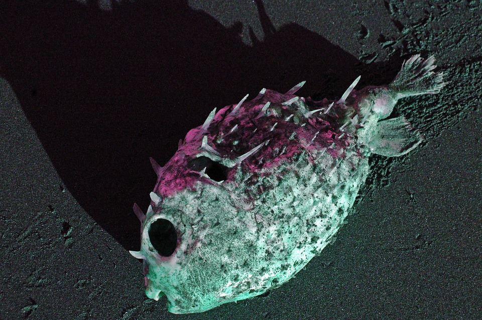 Puffer Fish Dead - Free photo on Pixabay - Pixabay