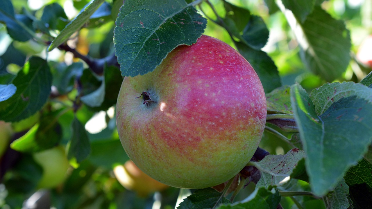 Apple Fruit Boskop - Free photo on Pixabay