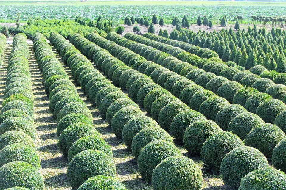 Boxwood Nursery - Free photo on Pixabay