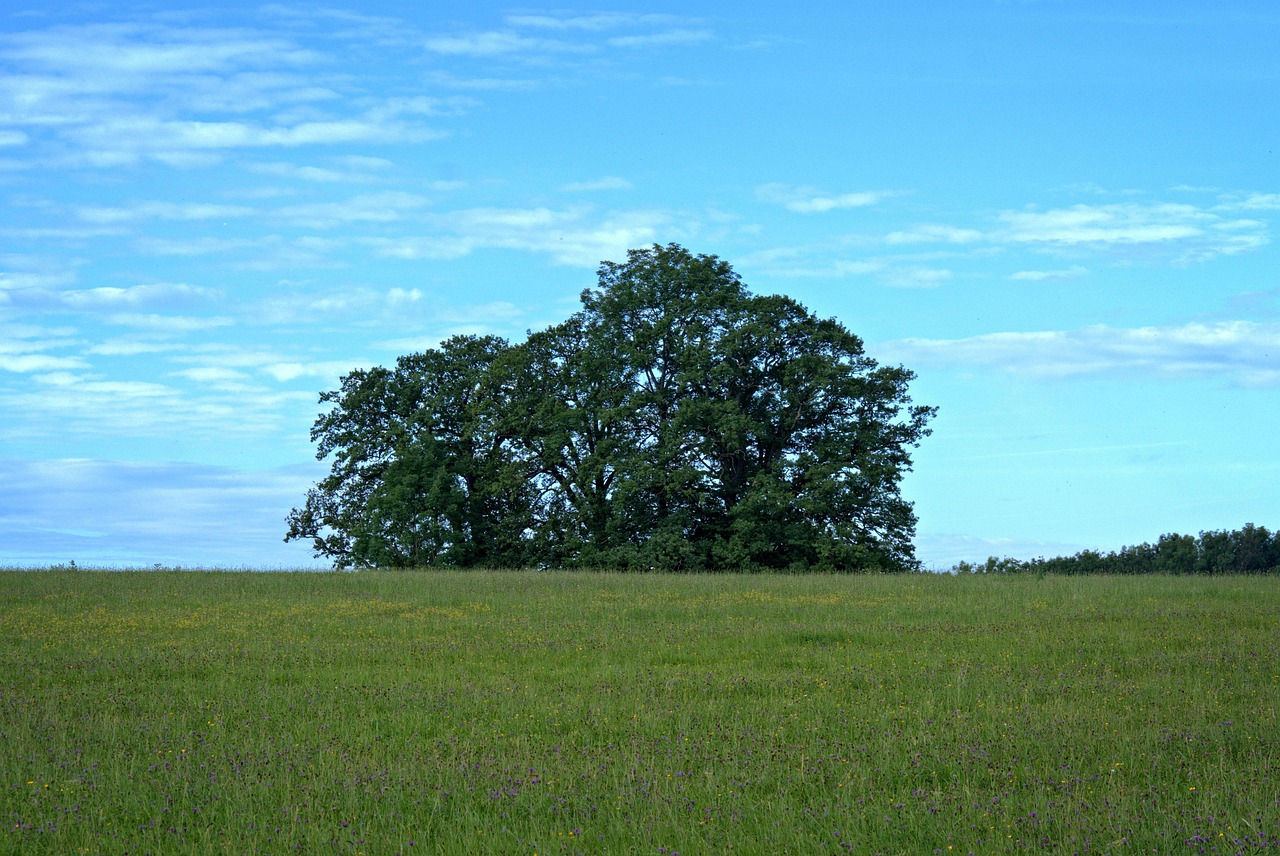 Tree Group Meadow Nature - Free photo on Pixabay - Pixabay