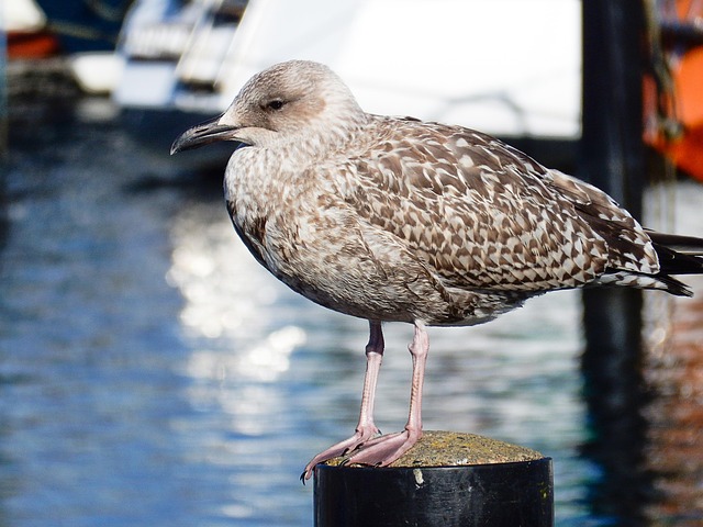 Gull Bird Bollard - Free photo on Pixabay - Pixabay