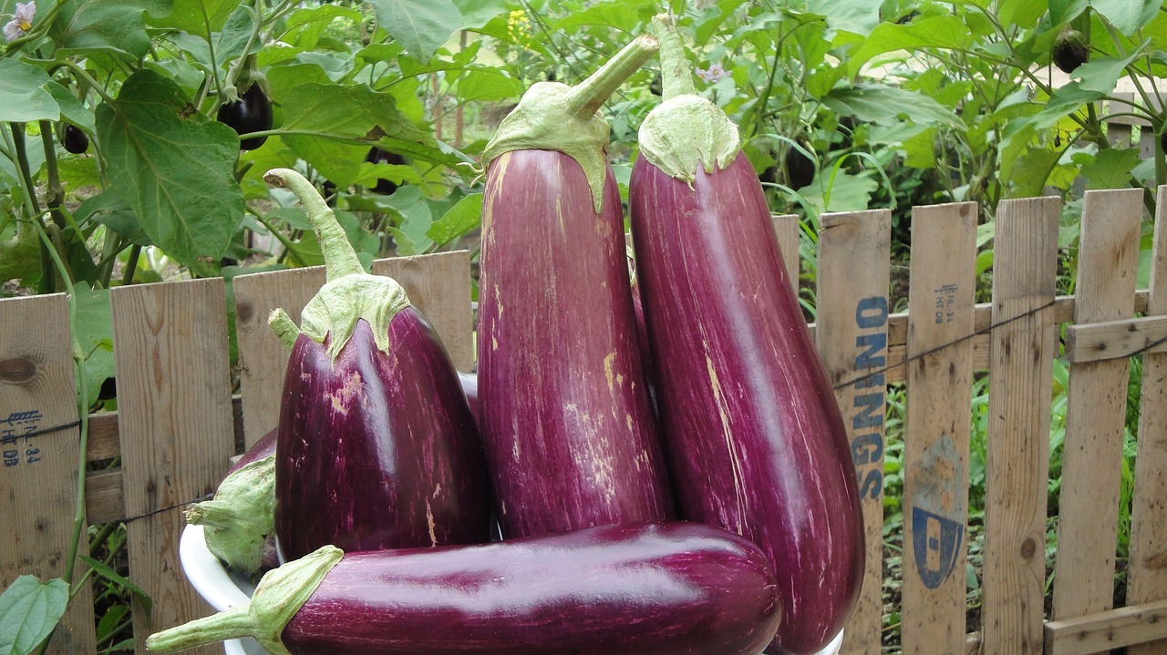Beringela Melongena - Foto gratuita no Pixabay - Pixabay